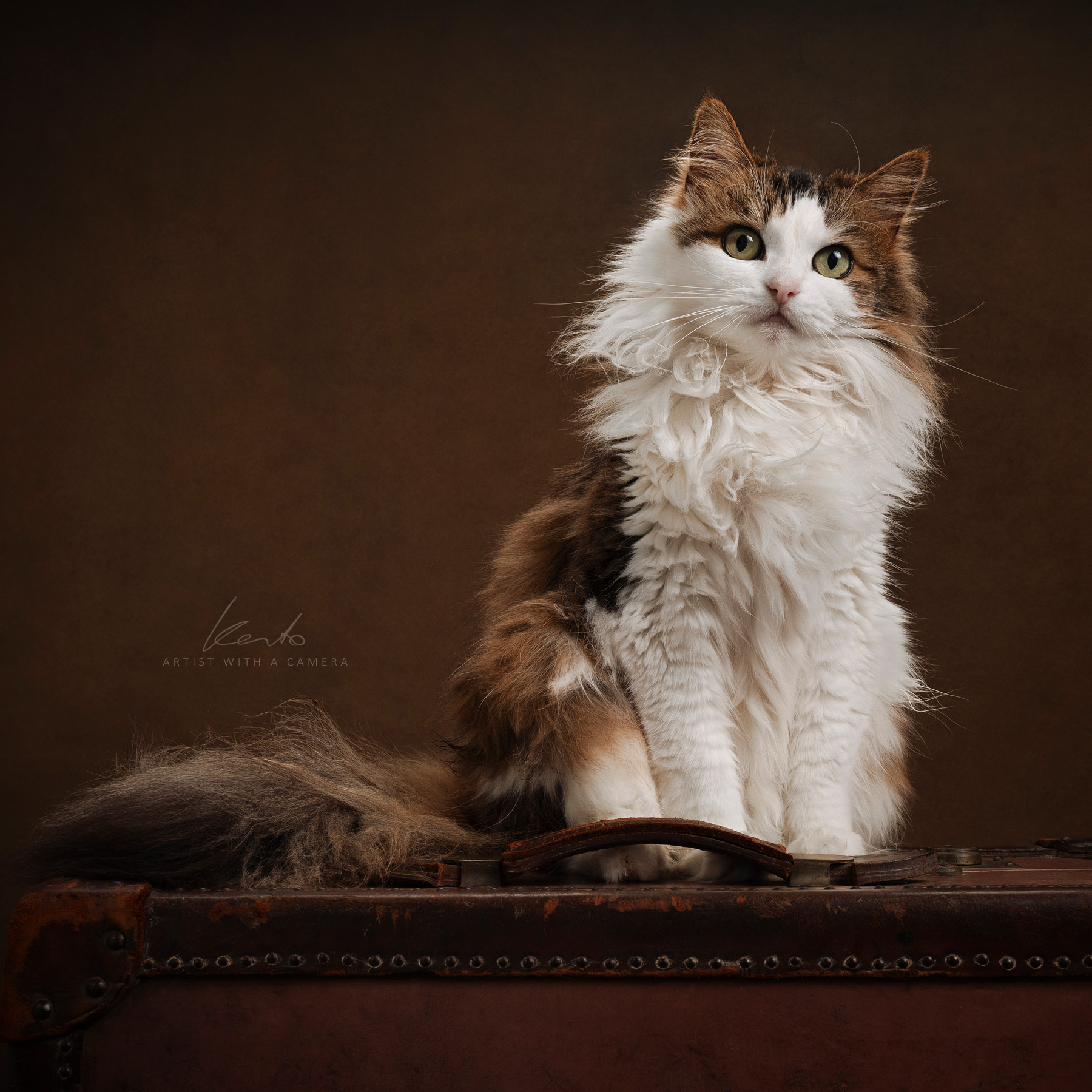 Pet portraits – Kerto Studio