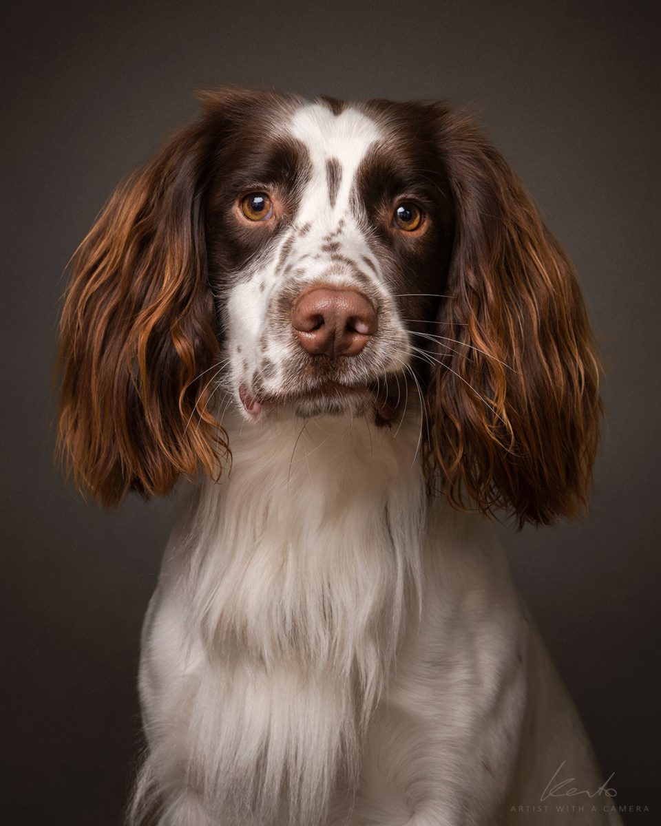 Pet portraits - Kerto Studio